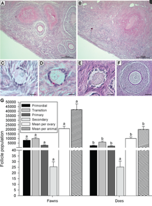 OvaGenesis™ type I and II – UltraSpec Lab